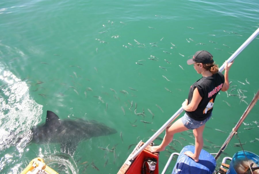 Shark Conservation with Marine Impact